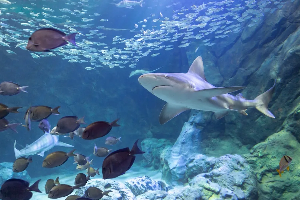 The Saint Louis Art Museum hosts ‘SLAM Underground: Accelerate’ this Friday | St. Louis Magazine