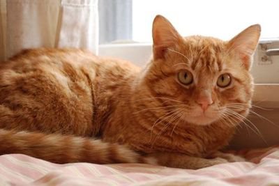 Tenth Life: A Brand-New Cat Rescue | St. Louis Magazine