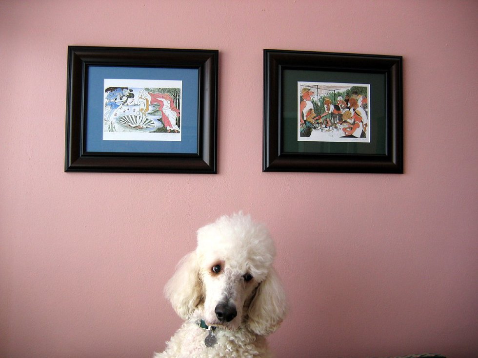Poodle Dreams | St. Louis Magazine